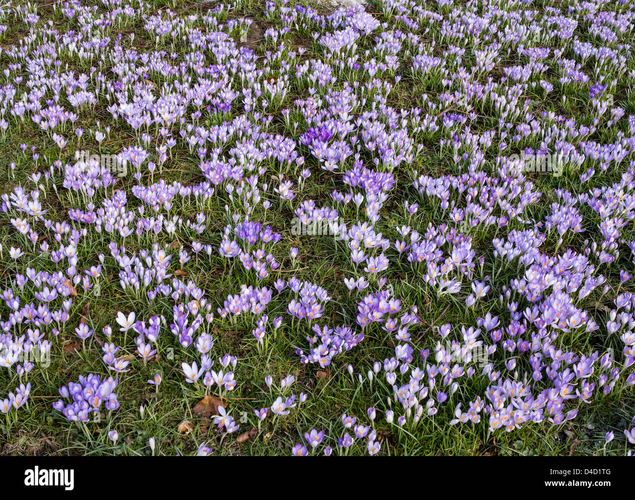Crocus flowers in early March in Yorkshire UK Stock Photo - Alamy