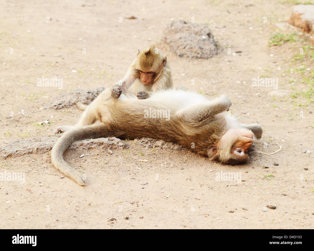 two monkey resting and relax Stock Photo - Alamy