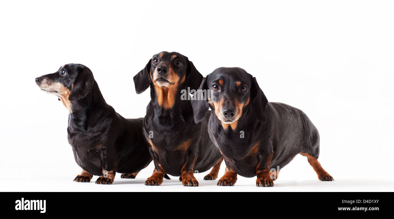 Identical dogs standing together Stock Photo - Alamy