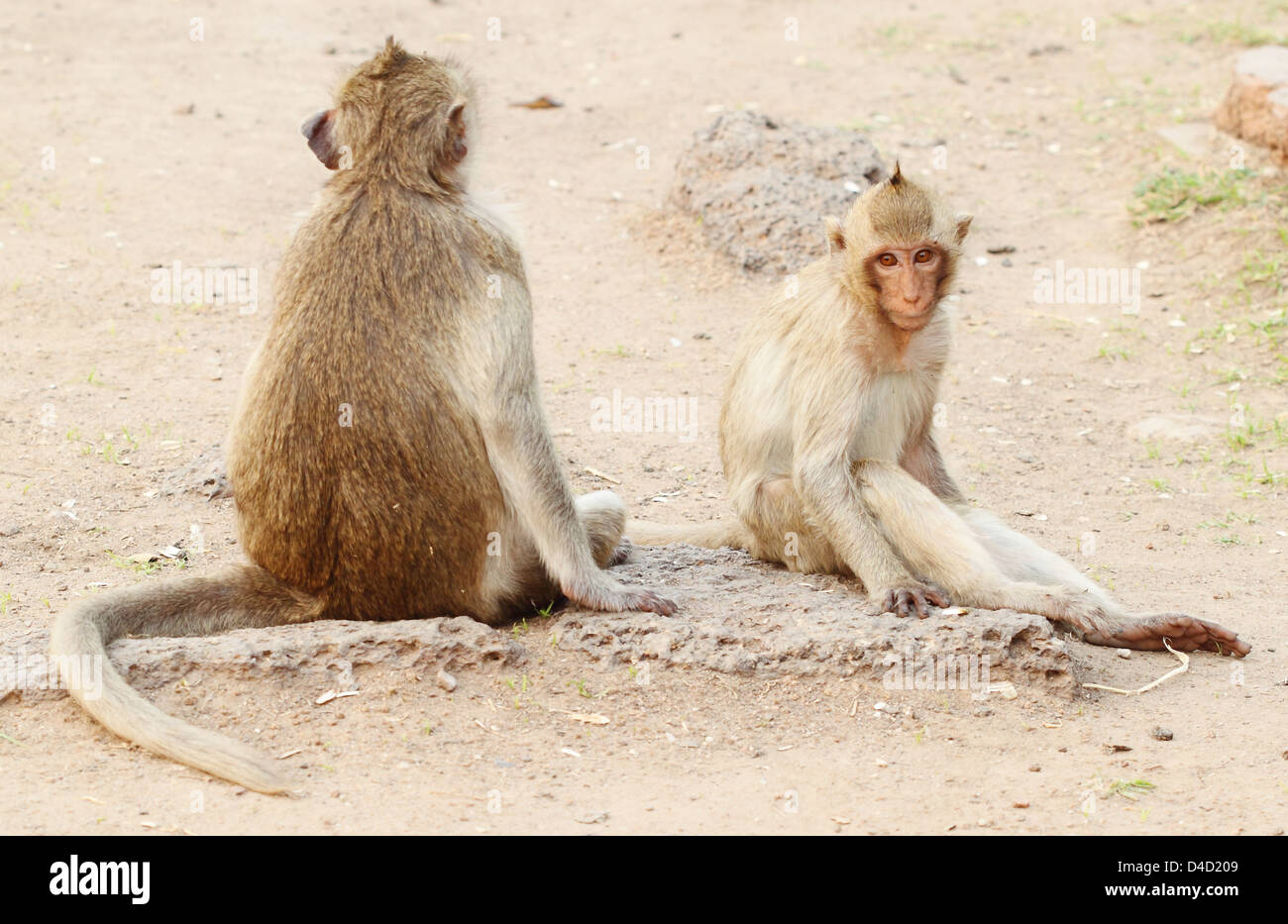two monkey resting and relax Stock Photo - Alamy