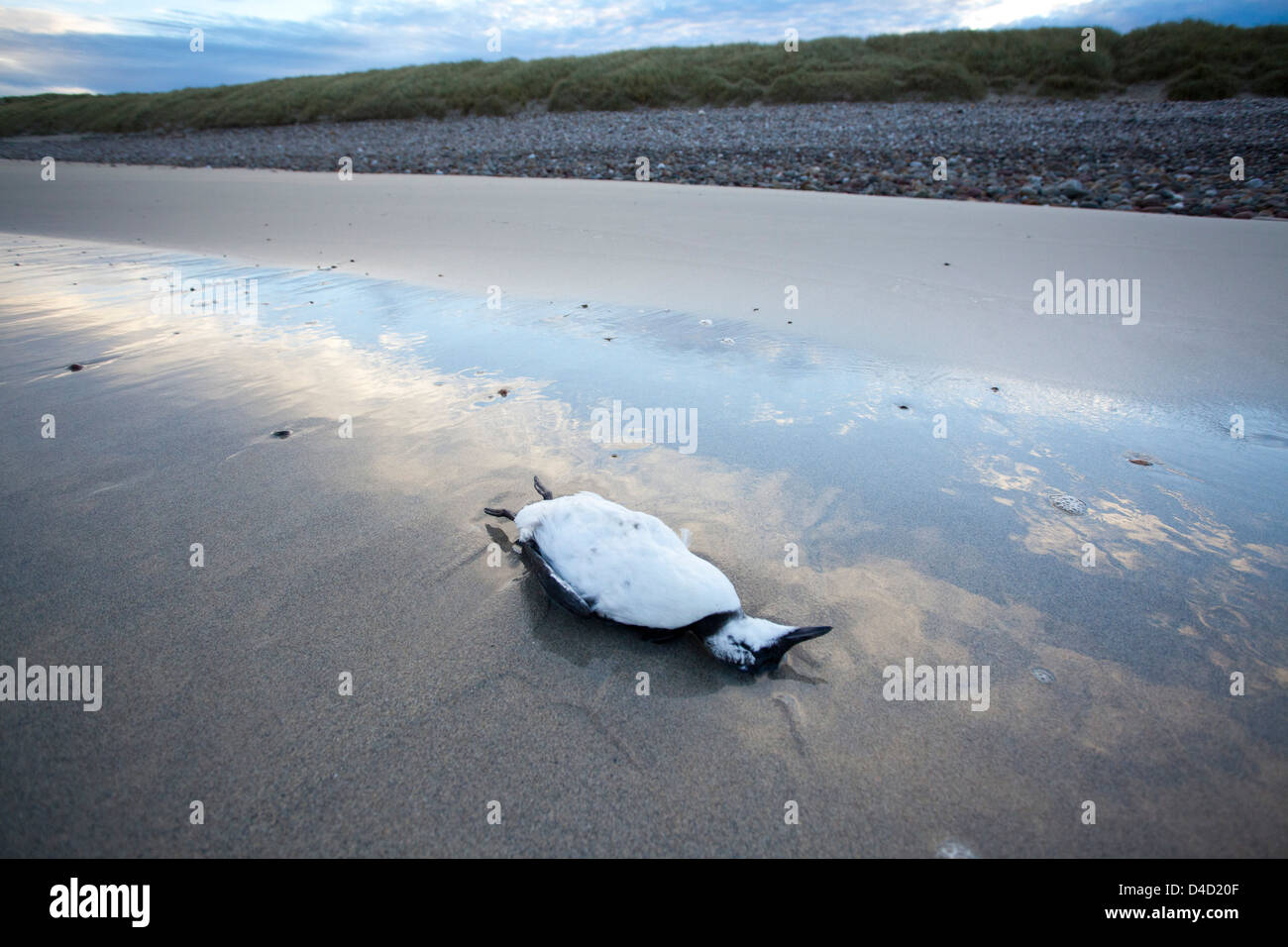 Elly bay beach hi-res stock photography and images - Alamy