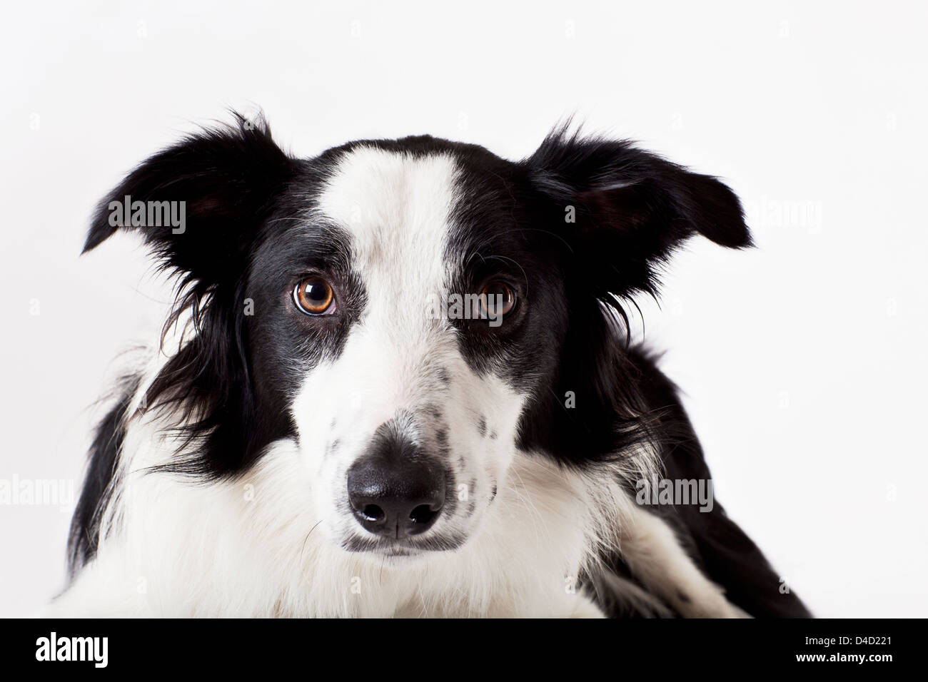 Dog face hi-res stock photography and images - Alamy