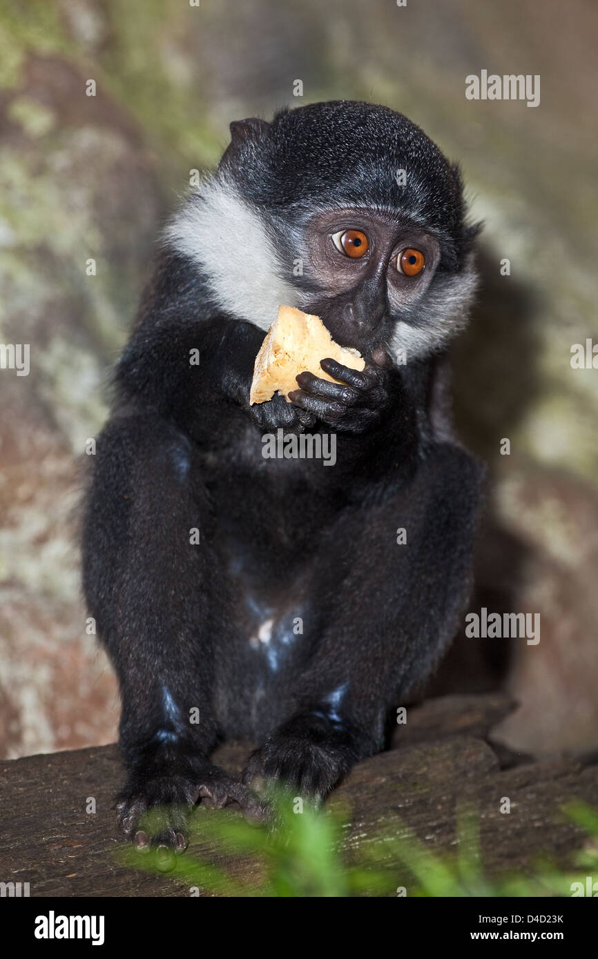 L'hoest's monkey hi-res stock photography and images - Alamy