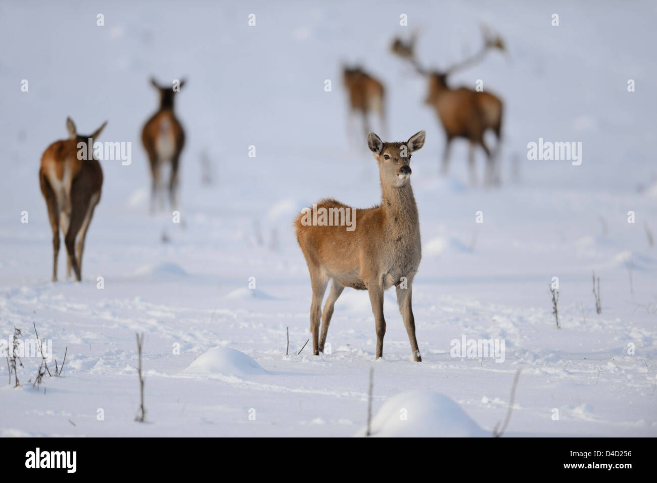 Red deer, germany hi-res stock photography and images - Alamy