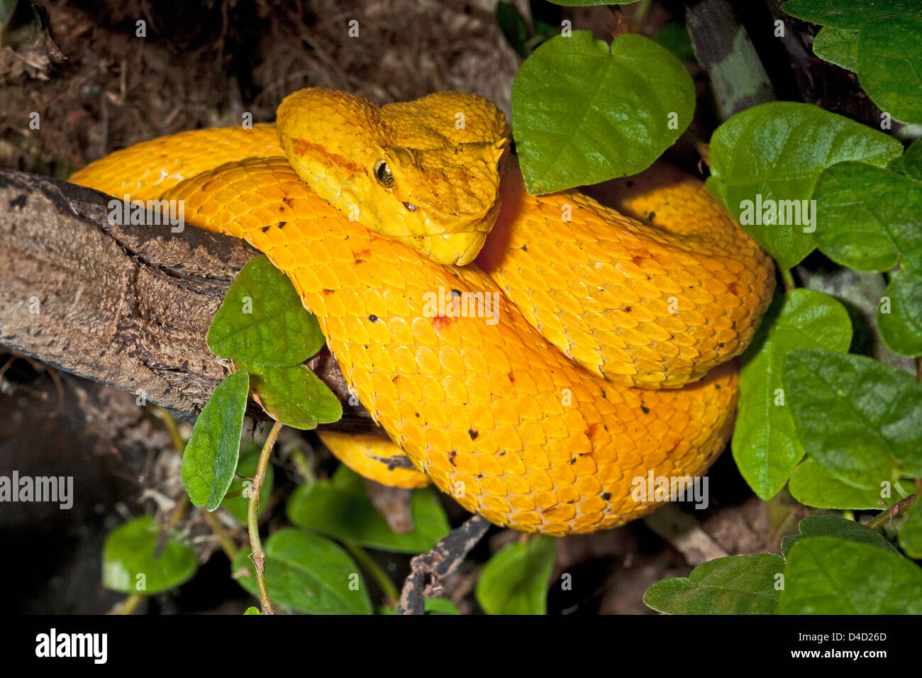 Golden Eyelash Viper Stock Photo - Alamy