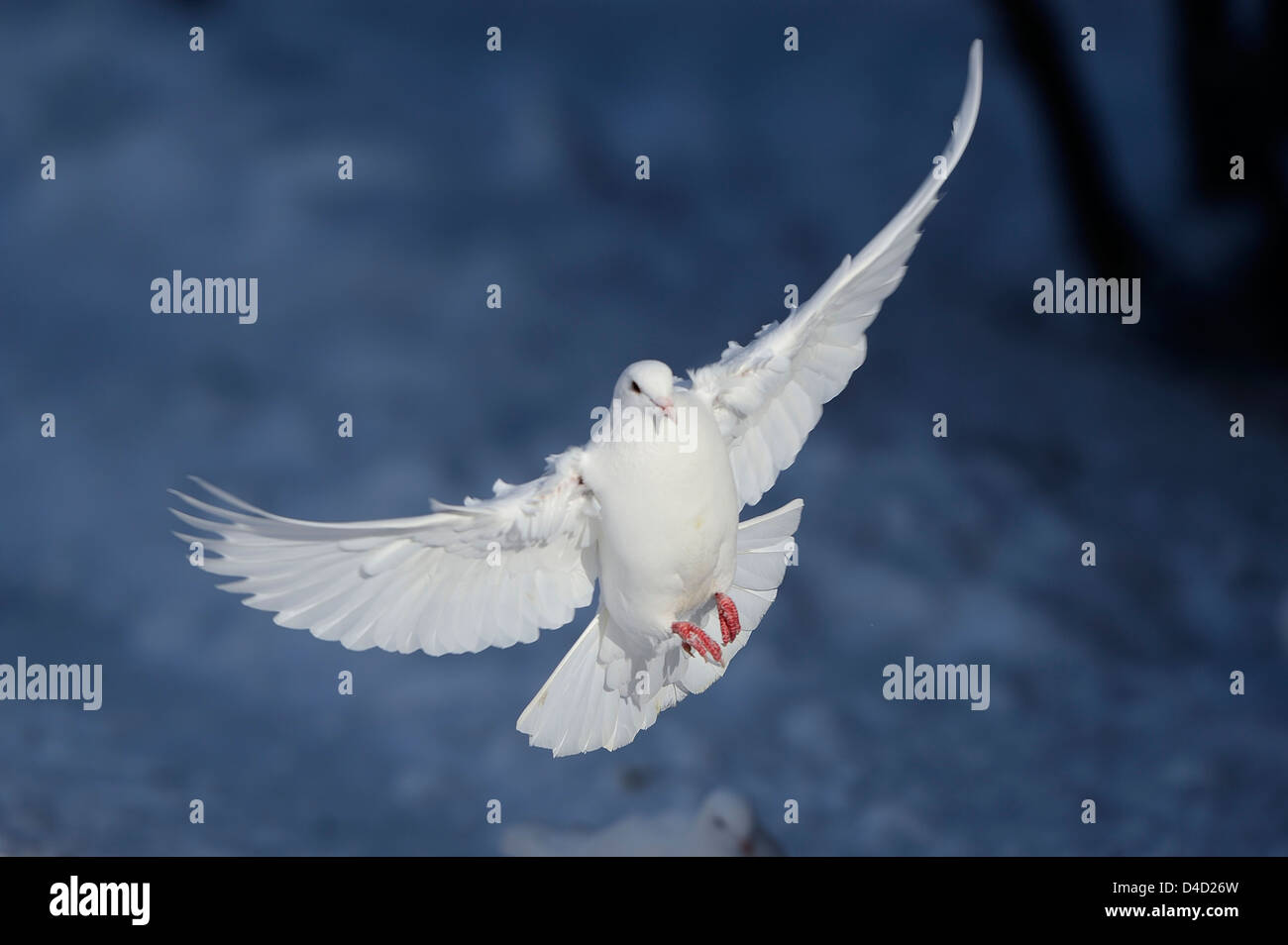 Snow white dove hi-res stock photography and images - Alamy