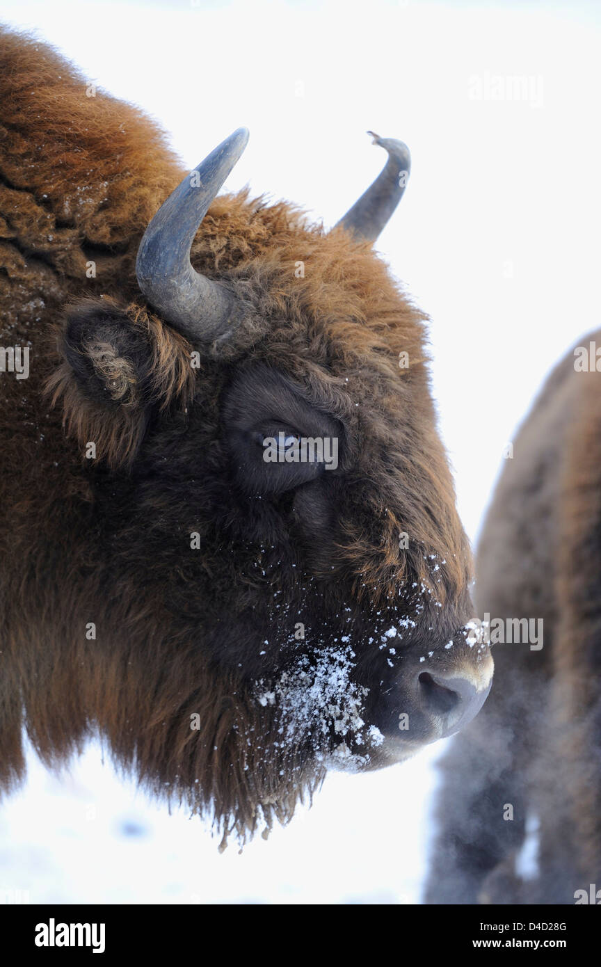 Wisent bison hi-res stock photography and images - Alamy