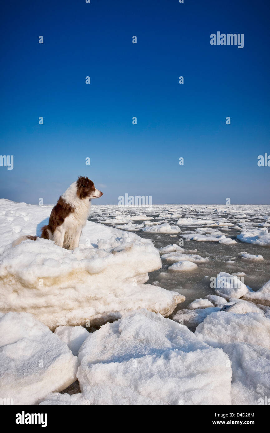 Border collie sitting hi-res stock photography and images - Alamy
