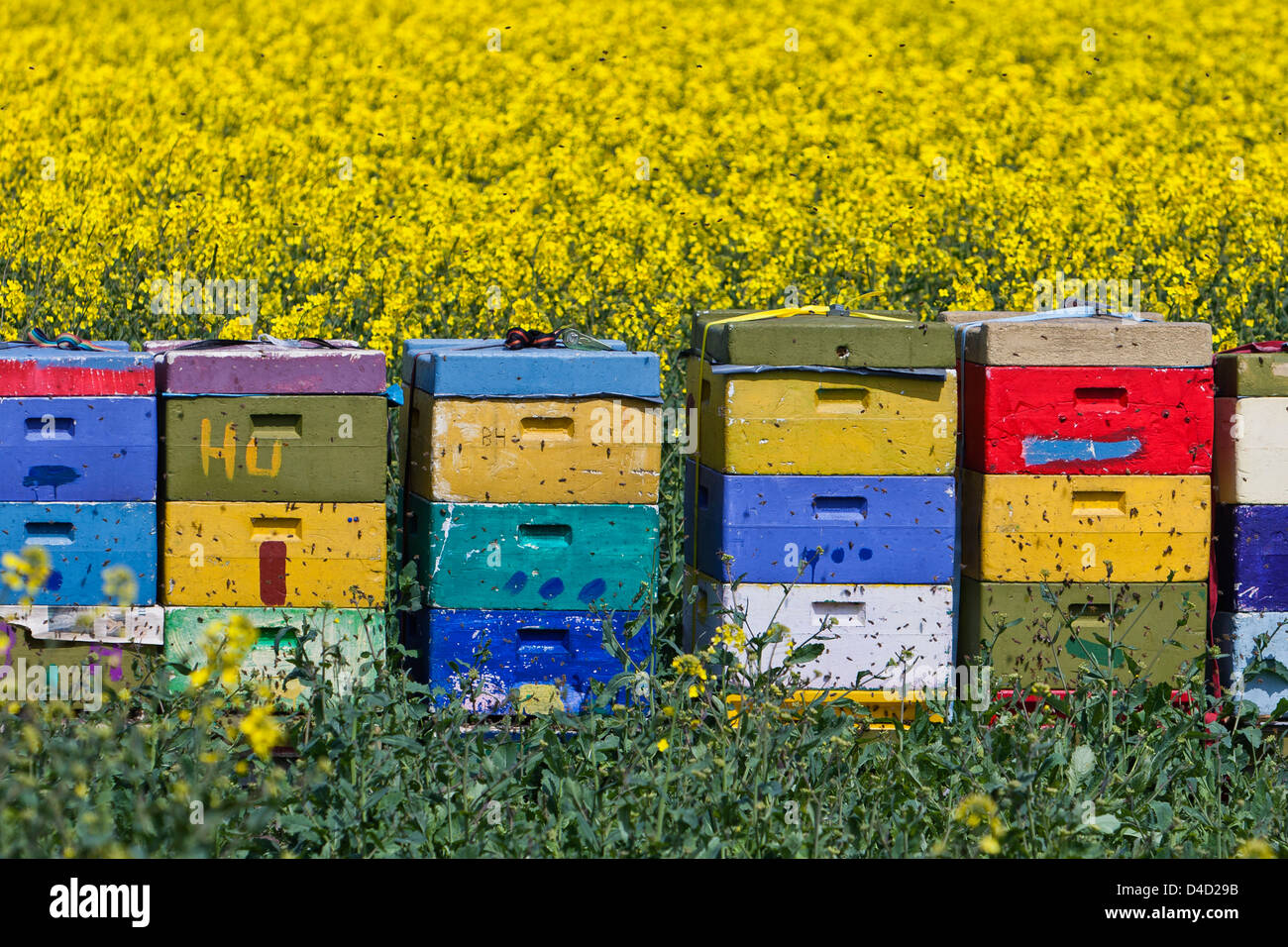 Colorful bee boxes in a rape field, Keitum, Sylt, Germany Stock Photo ...