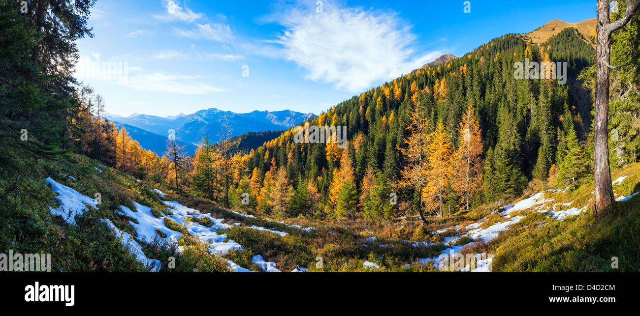 Mountain forest in autumn above Bad Gastein, Salzburg State, Austria ...
