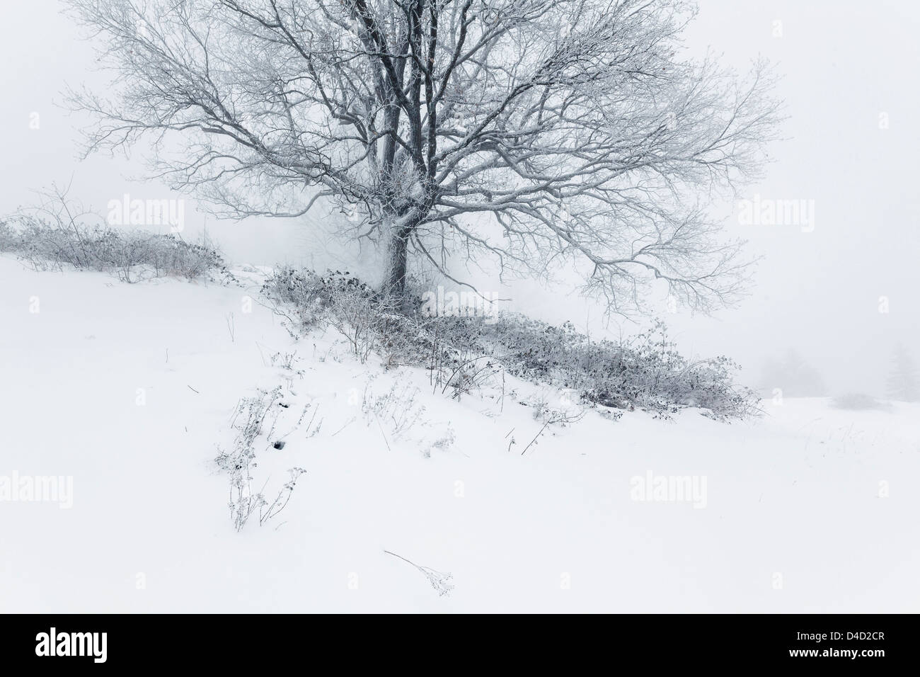 Bare oak tree at the Gaisberg in winter, Salzburg, Austria Stock Photo ...
