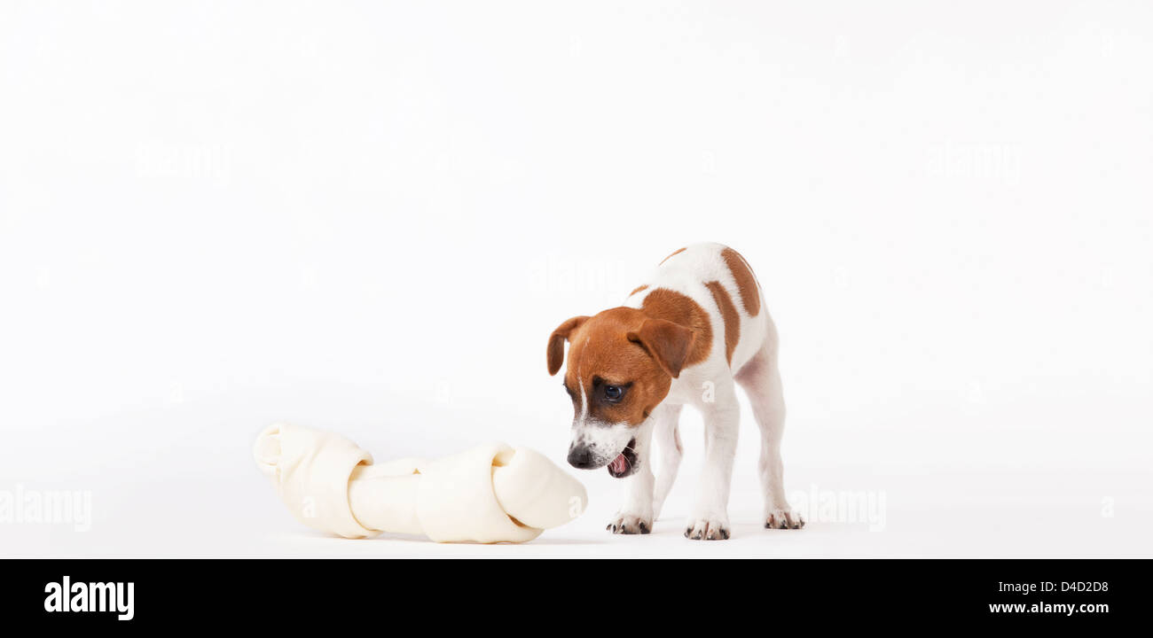 Dog looking at oversized bone Stock Photo - Alamy
