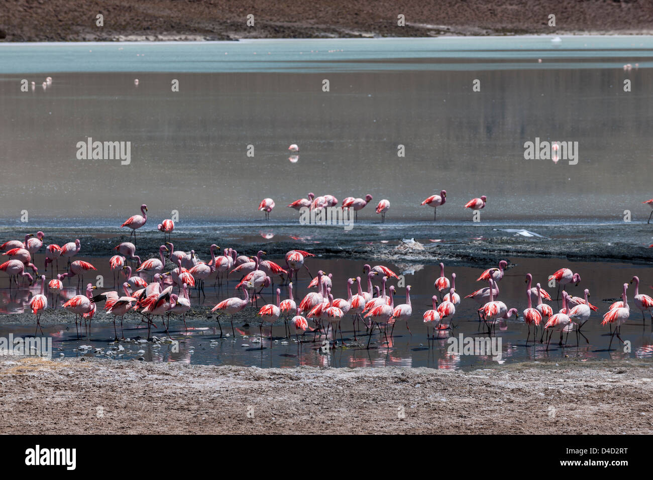 James-Flamingos, Phoenicoparrus james, at Hedionda Lake, Reserva ...