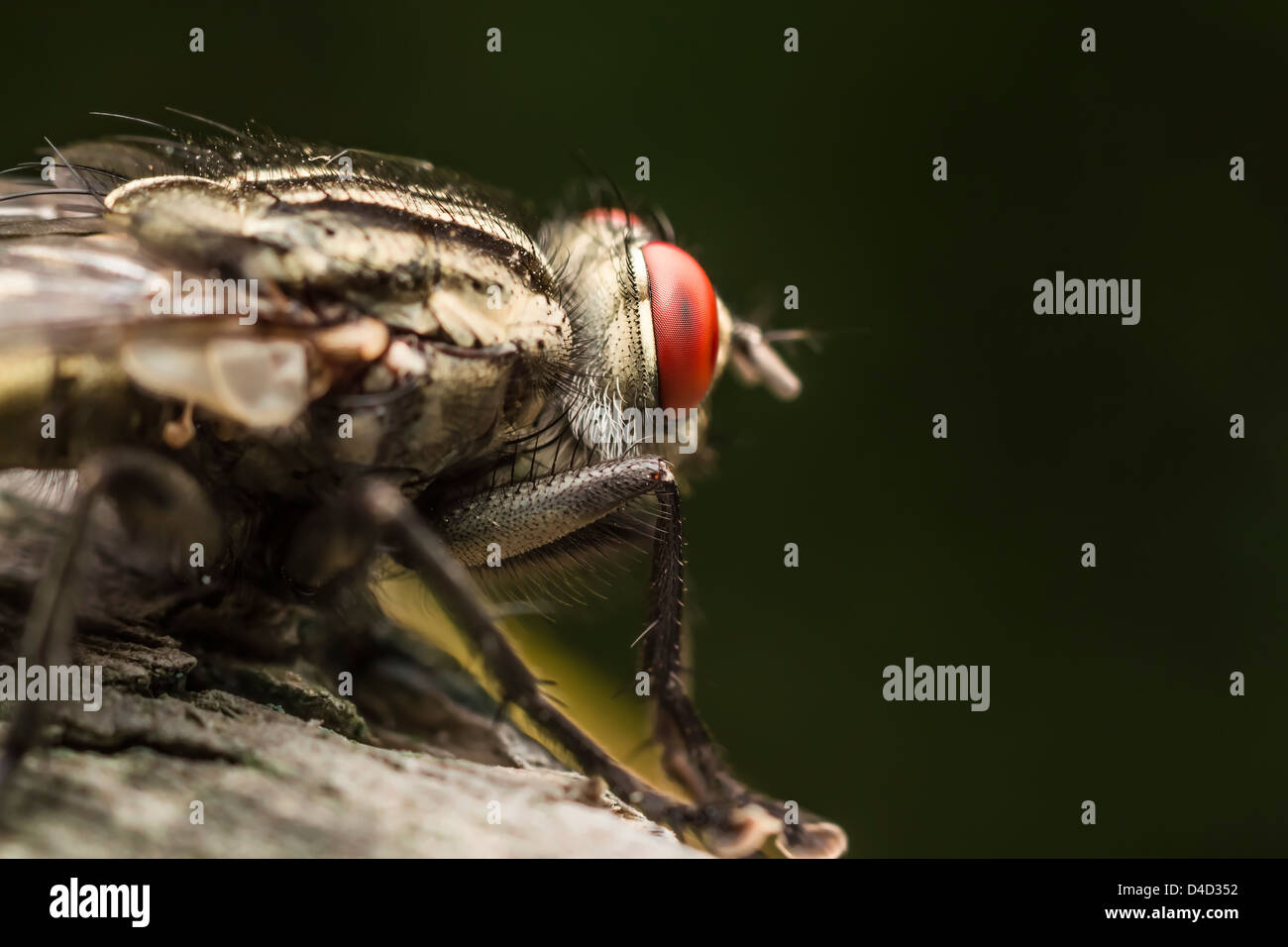 Common house bugs hi-res stock photography and images - Alamy