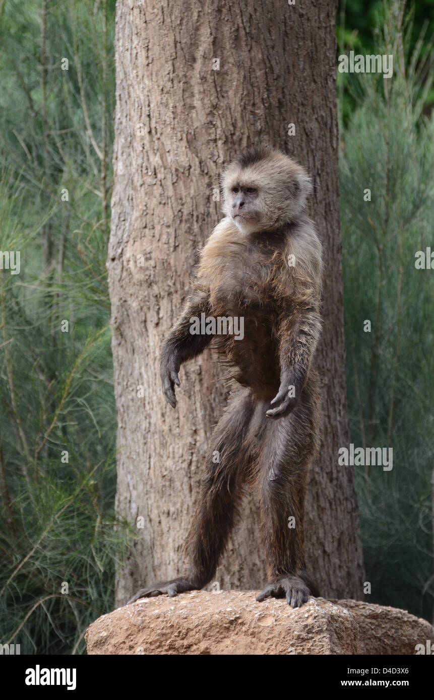 Weeper Capuchin (Cebus nigrivittatus Stock Photo - Alamy