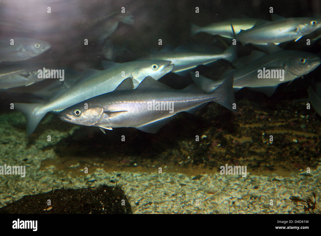 The piocture shows a shoal of pollock (Pollachius virens) in an ...