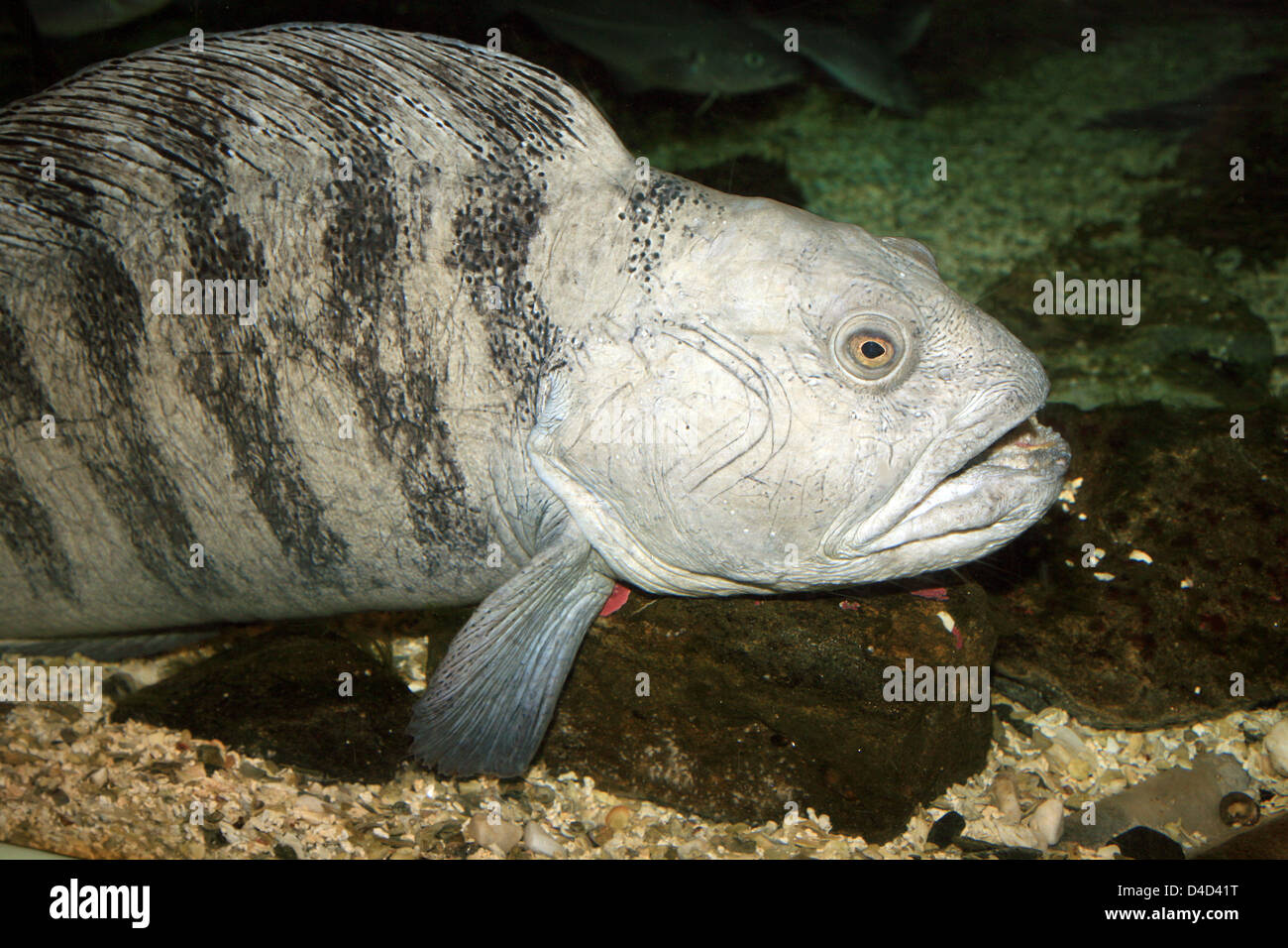 The piocture shows an Atlantic cod (Gadus morhua) in an aquarium at the ...