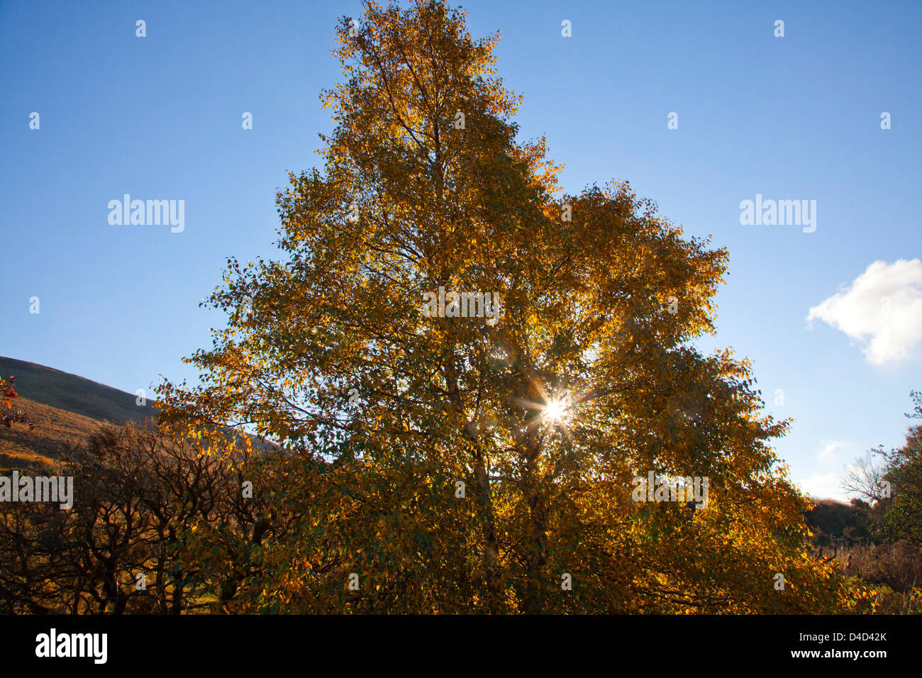 Downy birch trees hi-res stock photography and images - Alamy