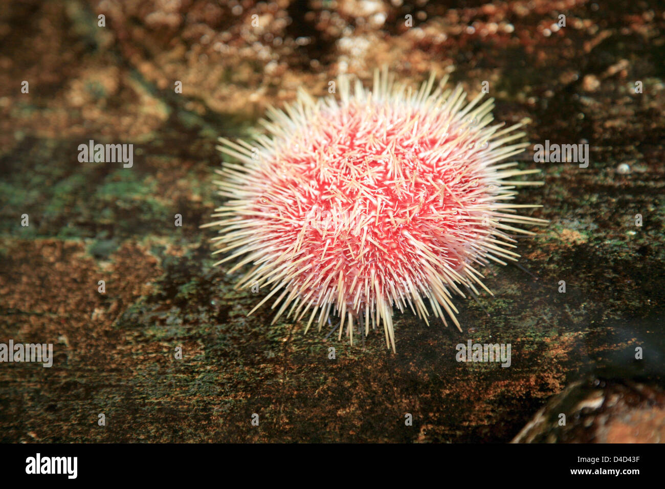 Echinoidea Stock Photos & Echinoidea Stock Images - Alamy