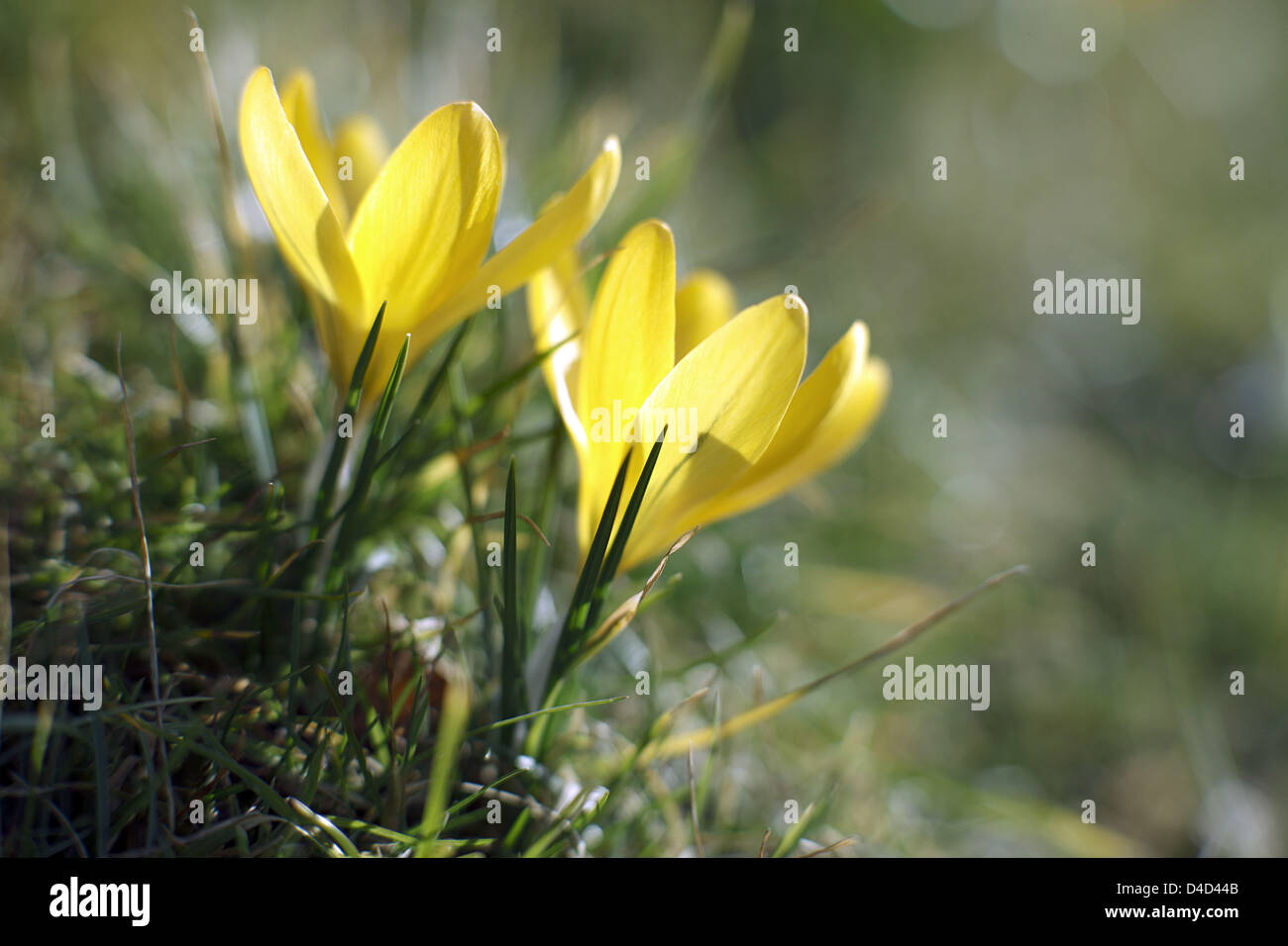 The picture shows yellow Crocus vernus in bloom in the palace garden ...