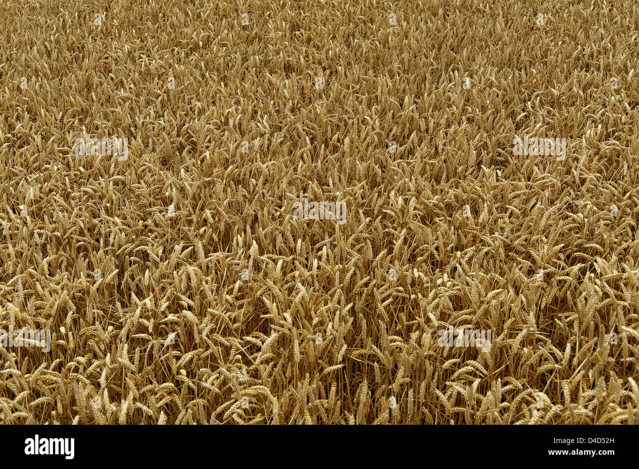 Ripe wheat crop growing in Northamptonshire, UK Stock Photo - Alamy