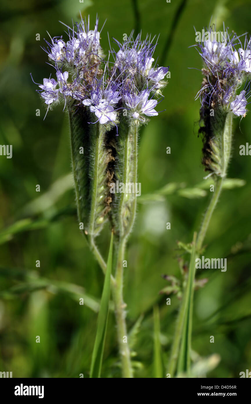 Lacy scorpion weed hi-res stock photography and images - Alamy