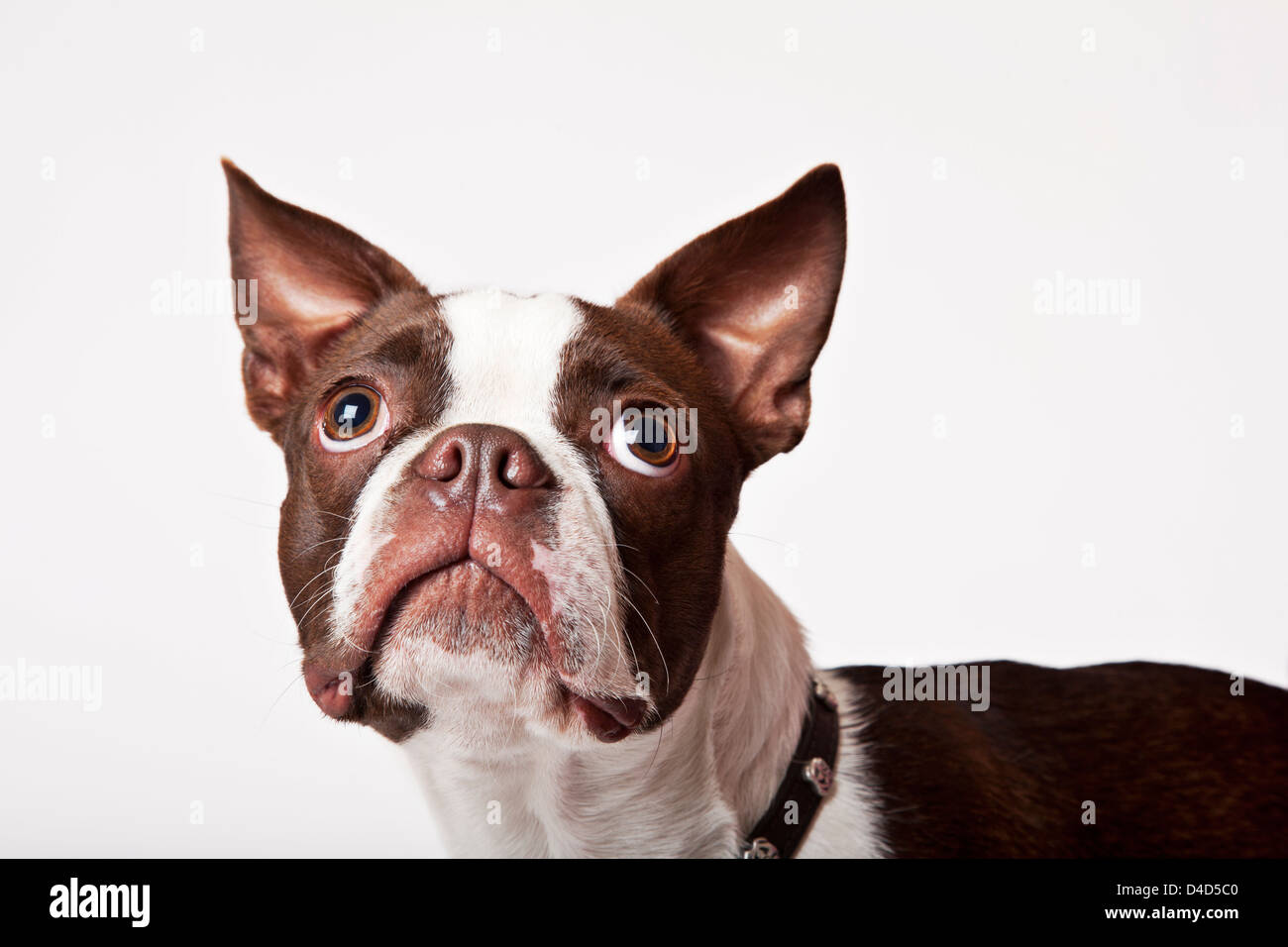 Close up of dog's face Stock Photo - Alamy