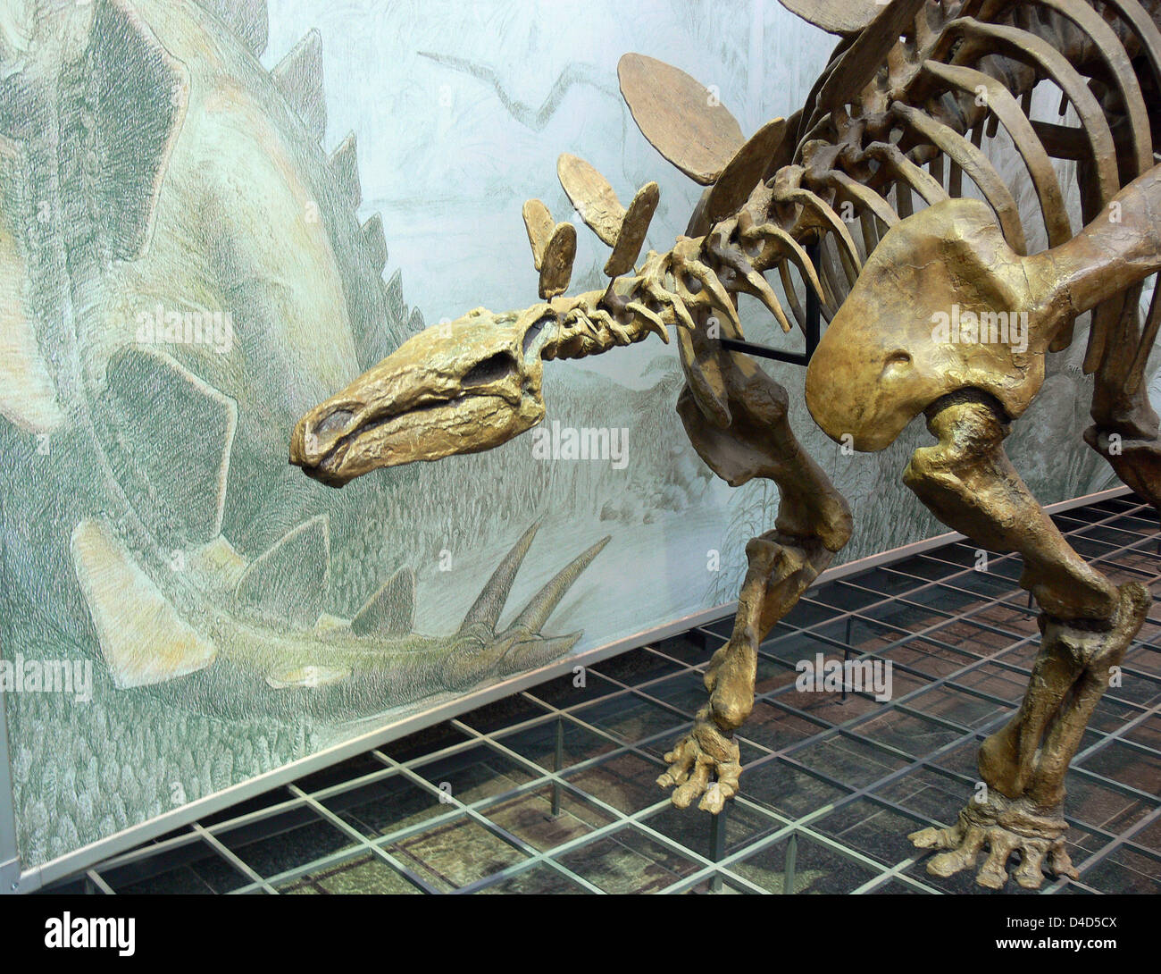 Stegosaurus skeleton germany hi-res stock photography and images - Alamy