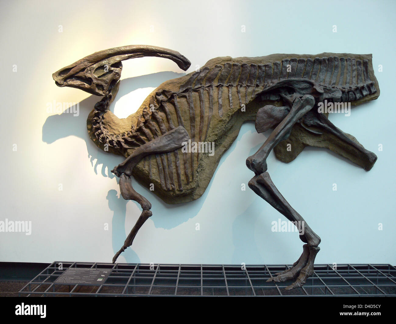 Parasaurolophus hi-res stock photography and images - Alamy