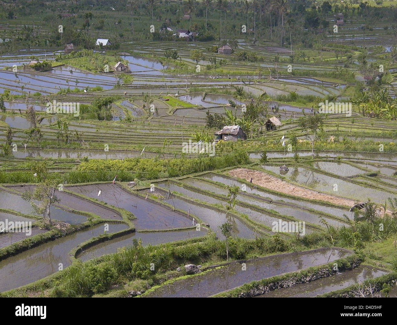 Flooded rice terraces are pictured near Tirtagangga on the Island of ...