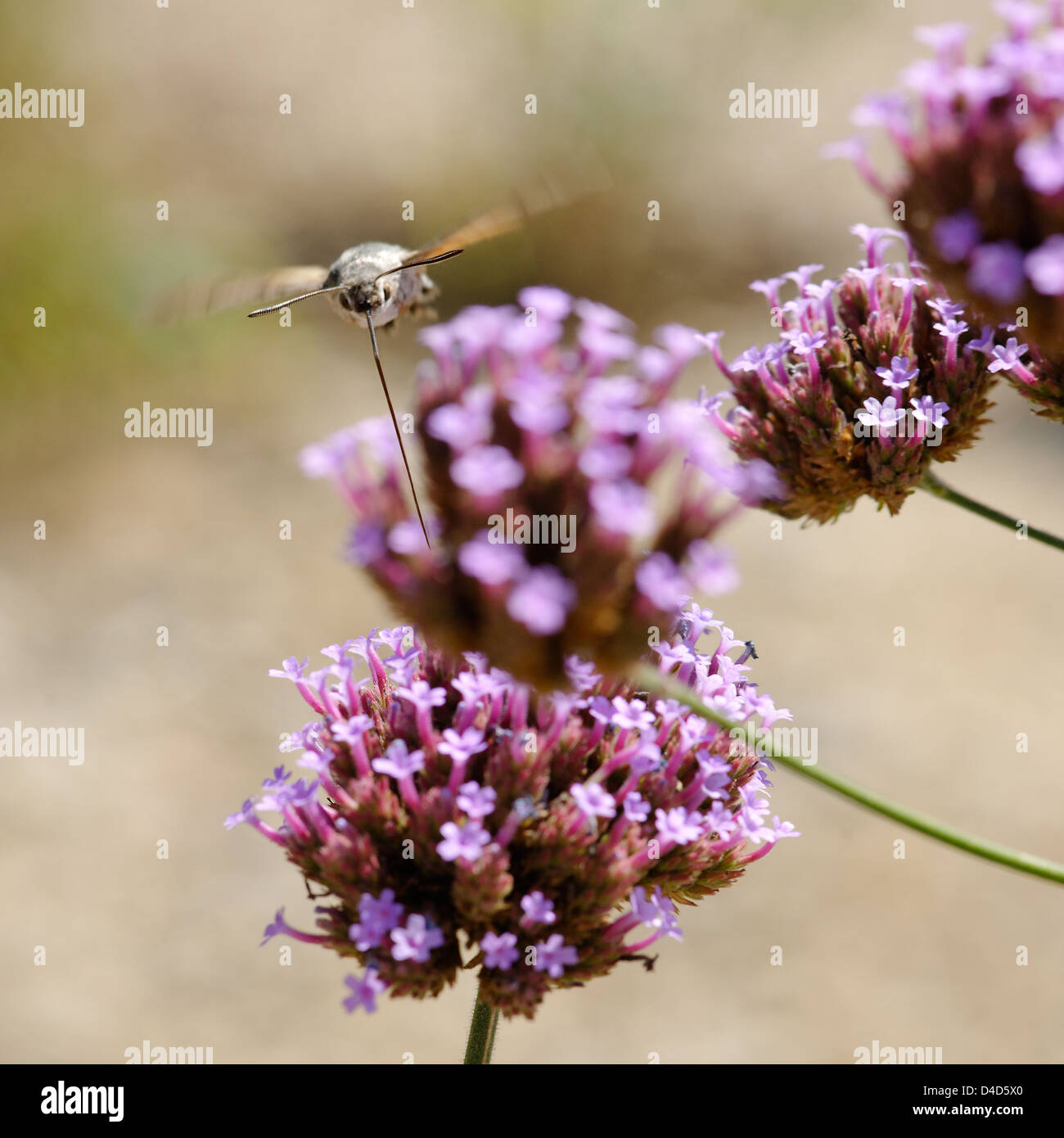 Hummingbird hawk moth (Macroglossum stellatarum) feeding on verbena ...