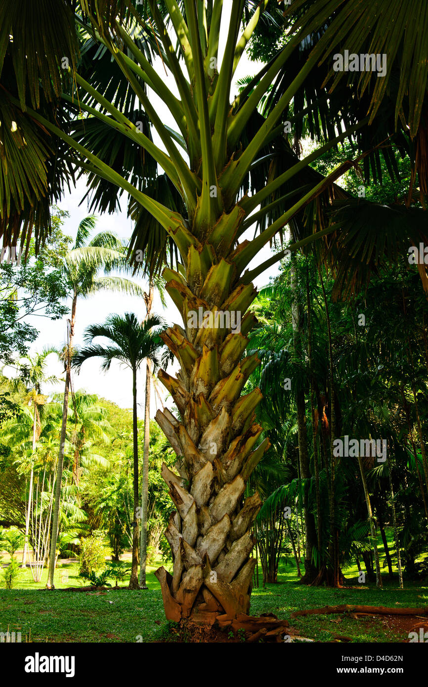 Corypha umbraculifera hi-res stock photography and images - Alamy