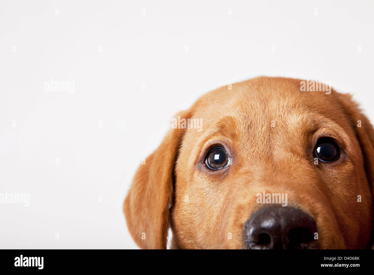 Brown dogs eye hi-res stock photography and images - Alamy
