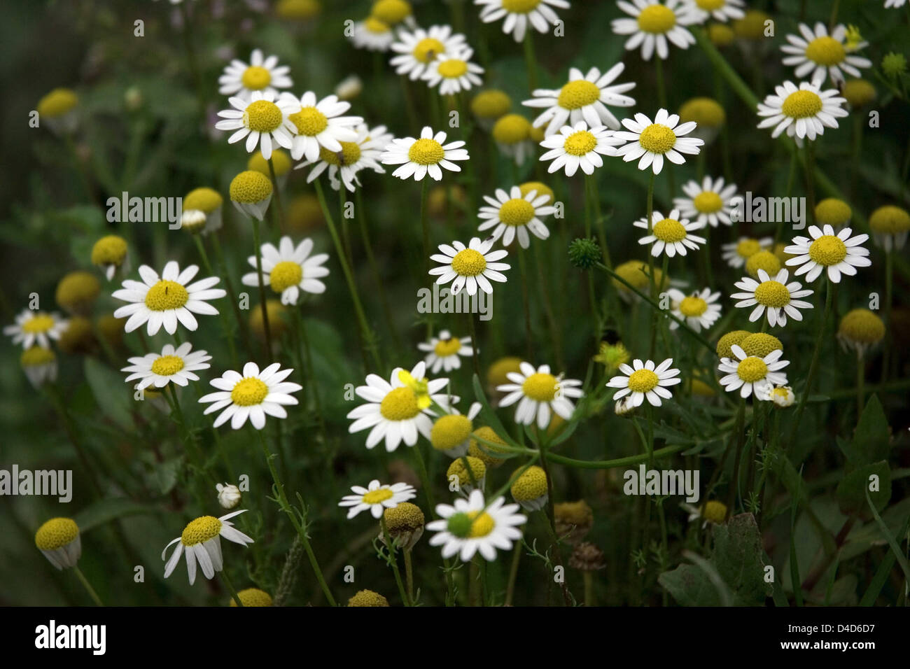 The picture shows German Chamomile (Matricaria recutita) on a meadow ...