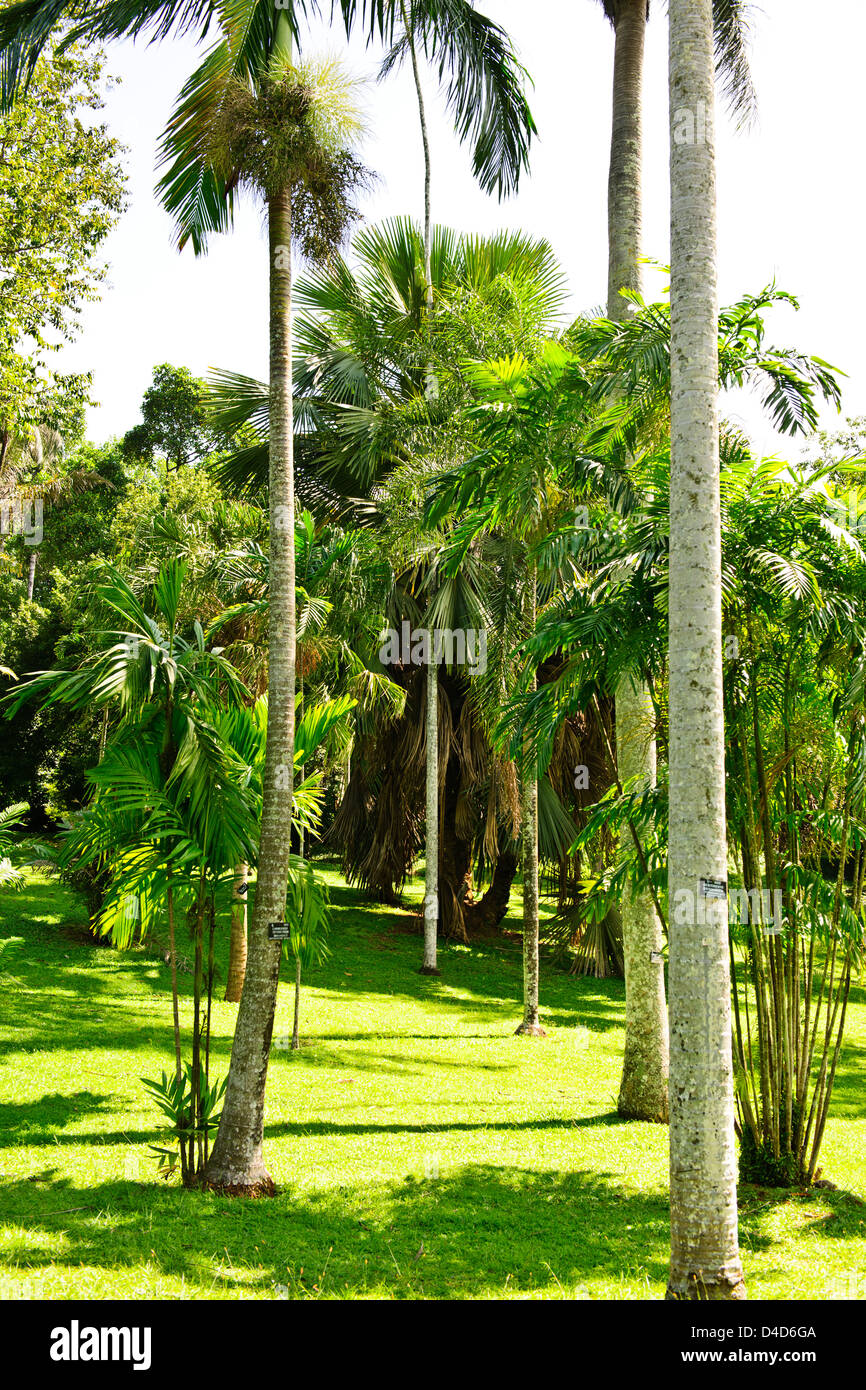 Royal Botanic Gardens,established in 1843 with plants brought from Kew ...