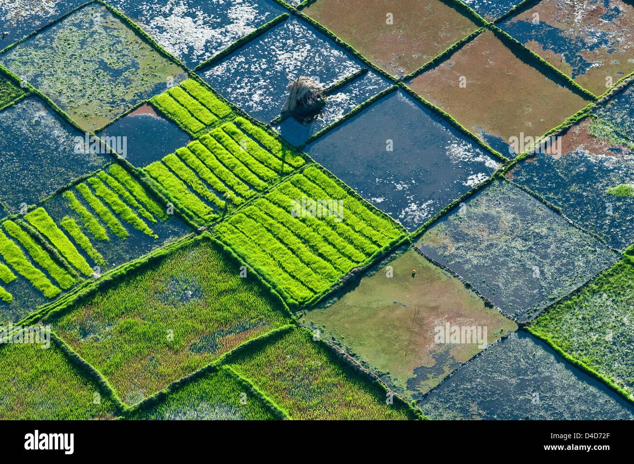 Hut on rice fields, Tanzania, Africa Stock Photo - Alamy