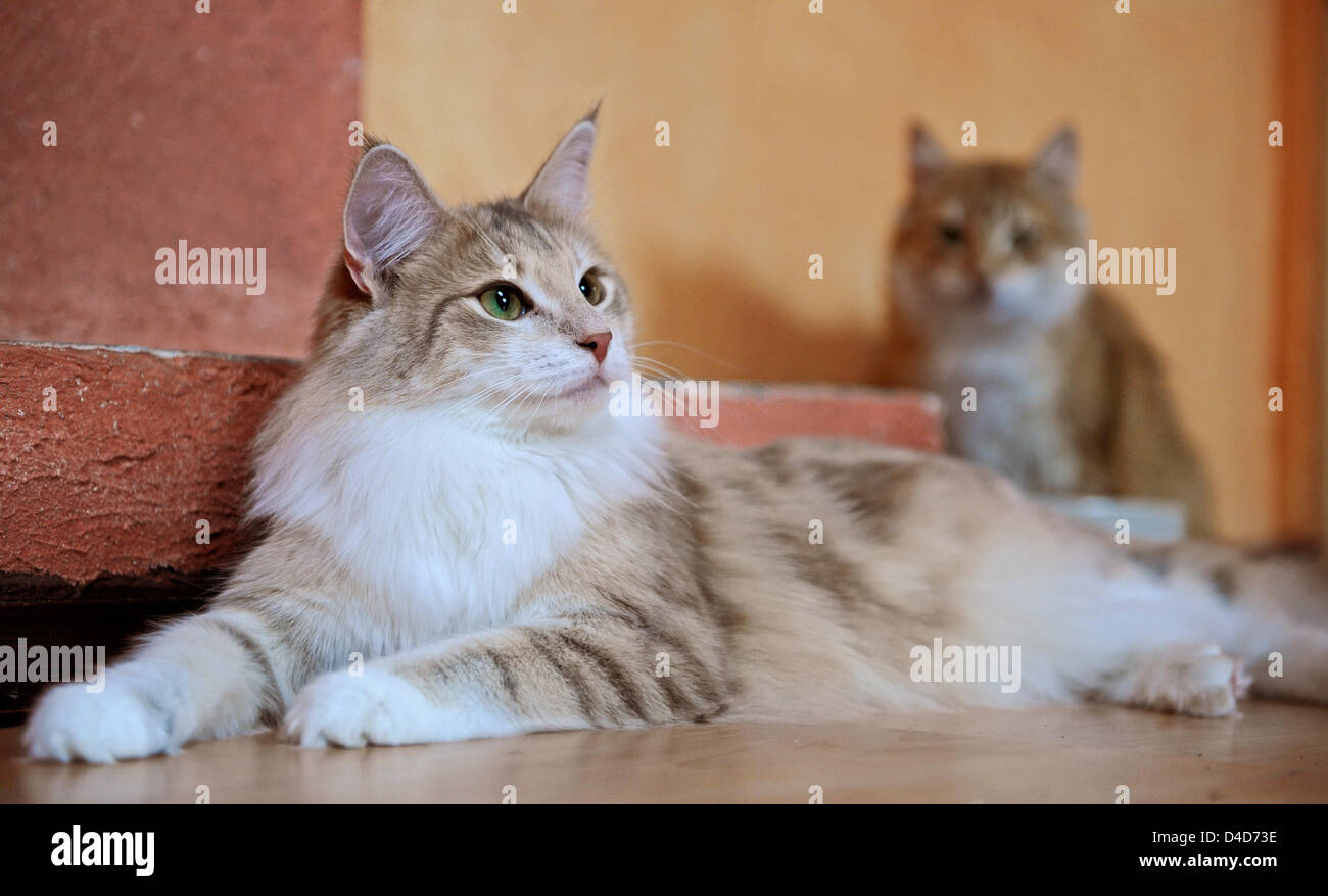 Two Norwegian Forest Cats are pictured in a house in Pforzheim, Germany ...