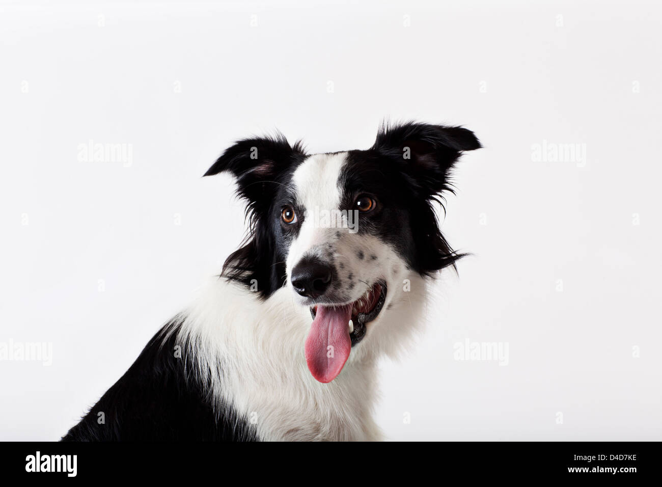 Close up of dog's panting face Stock Photo - Alamy