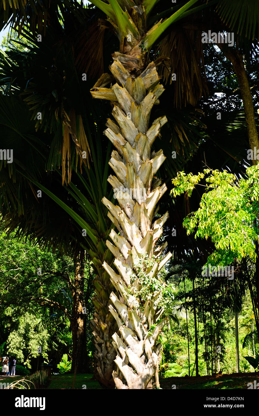 Immense Girth High Resolution Stock Photography and Images - Alamy