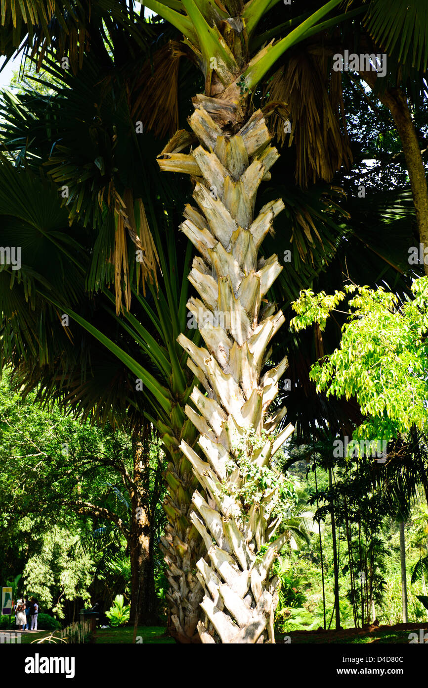 Royal Botanic Gardens,Largest of All Palms trees to 60ft,Girth to 4ft ...