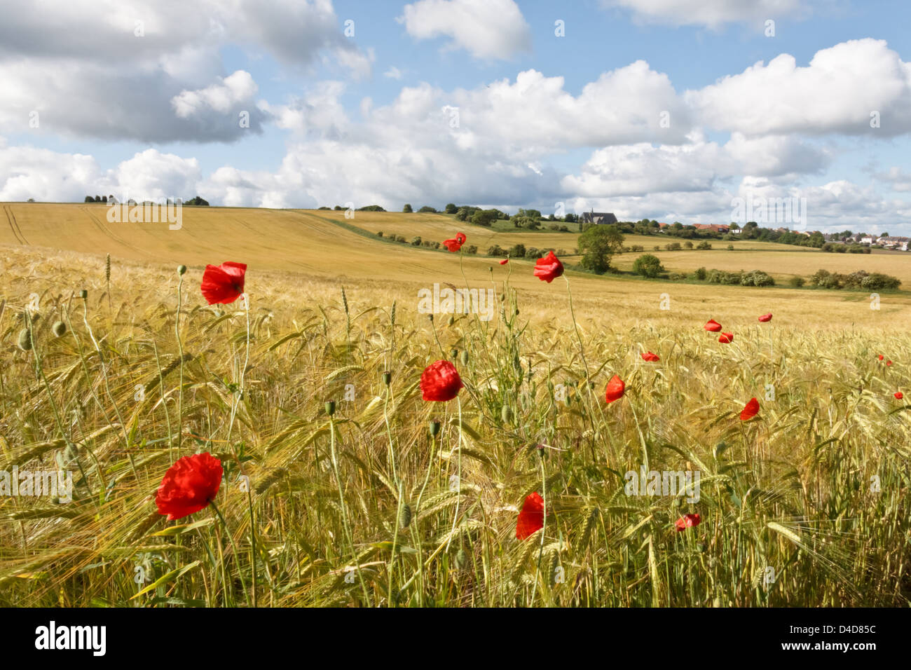 Poppies amongst cereal crop in a field Stock Photo - Alamy