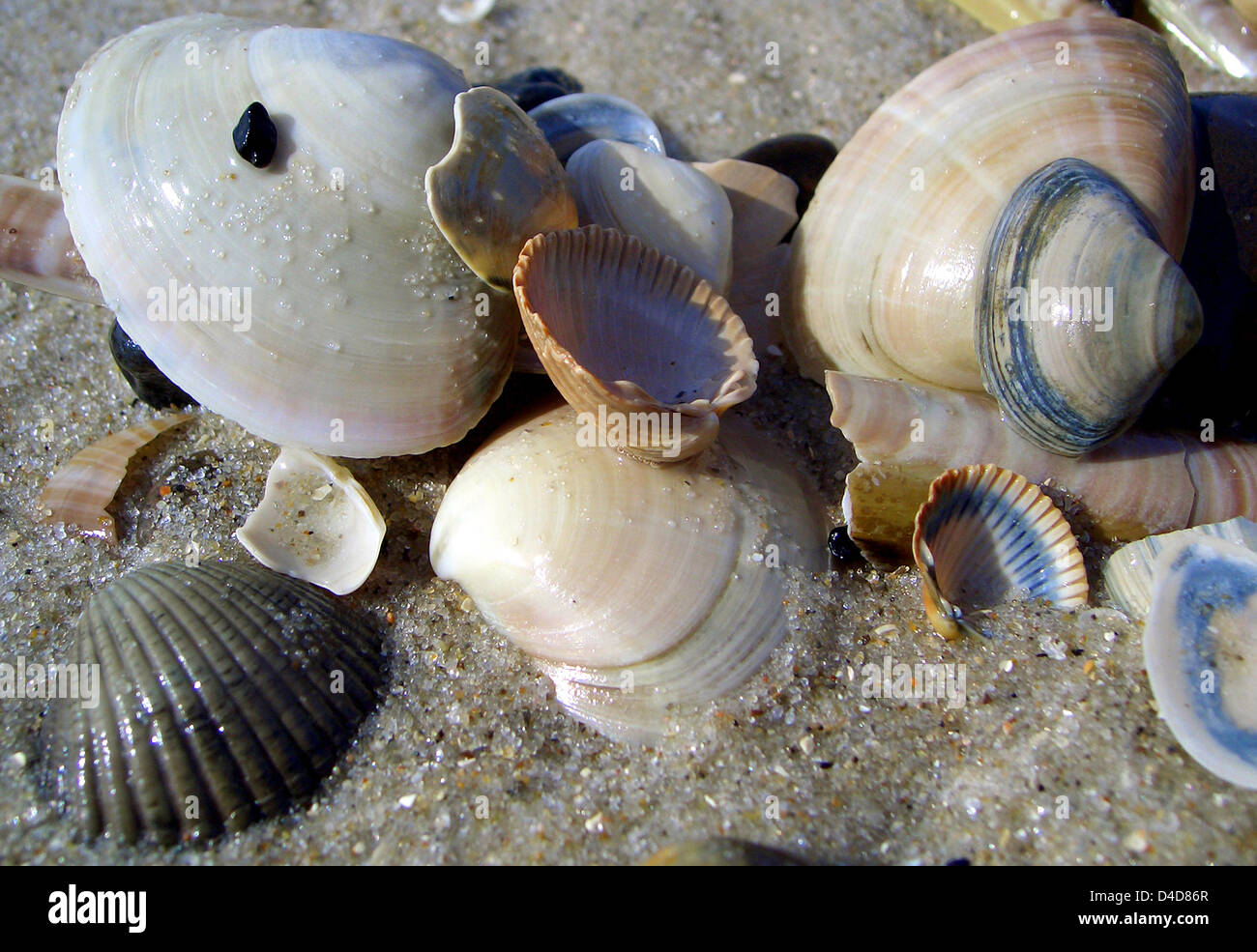 The picture shows wet shells at the beach of Hvide Sande in Denmark ...