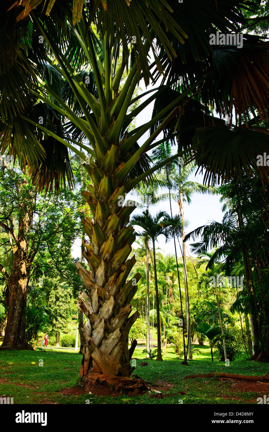 Corypha umbraculifera hi-res stock photography and images - Alamy
