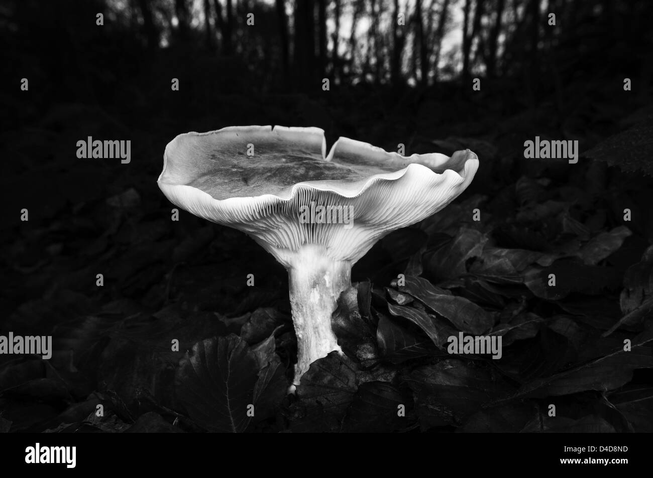 Gibba hi-res stock photography and images - Alamy