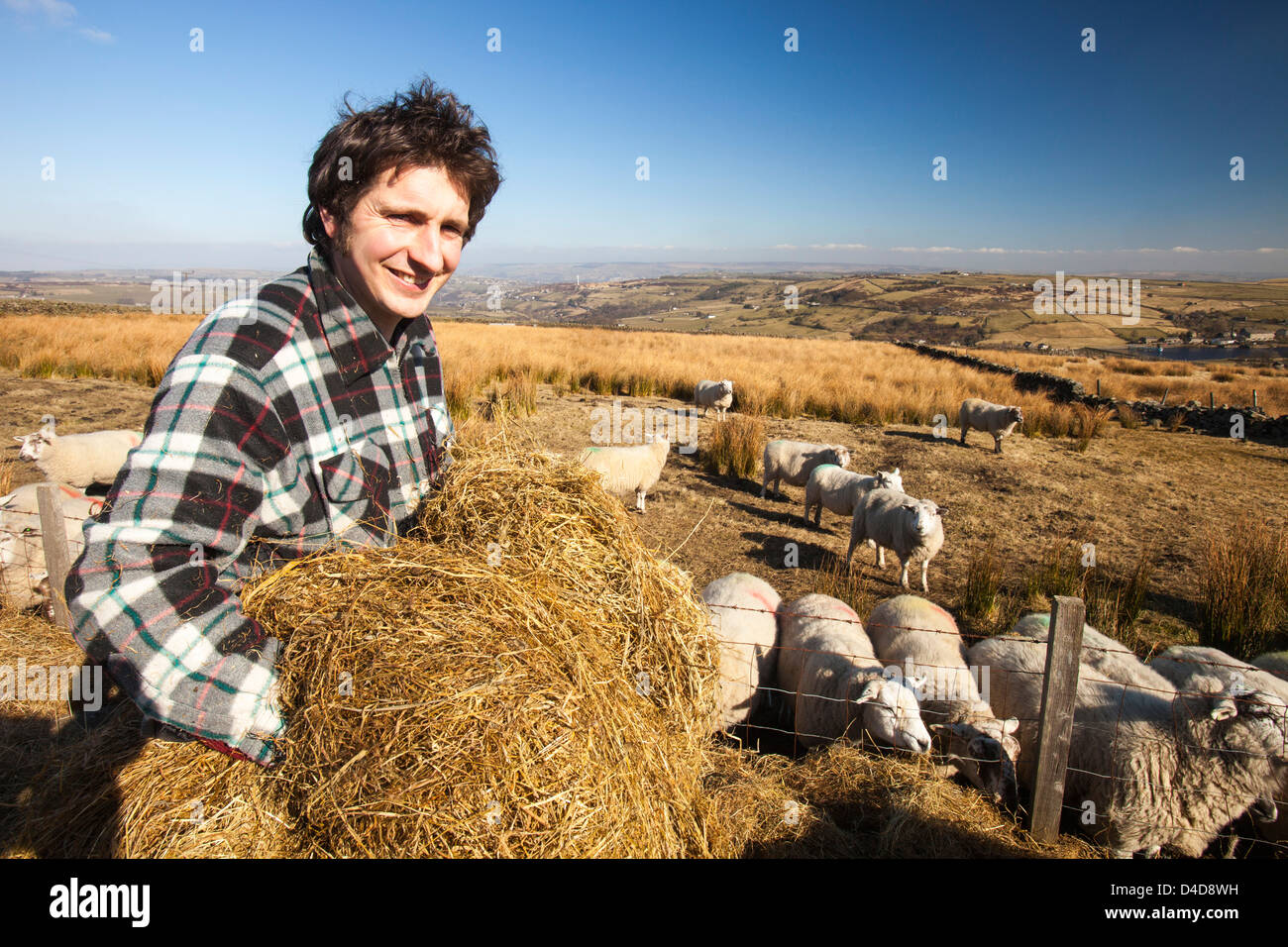 Walter Clay a farmer feeding his sheep on Ovenden moor near Keighley ...