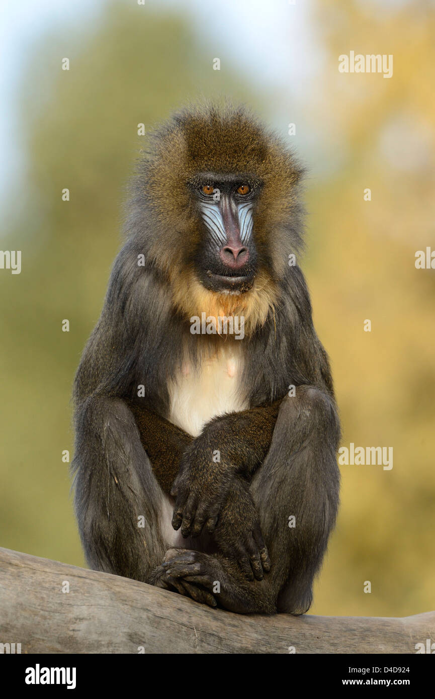 Mandrill (Mandrillus sphinx) in Augsburg Zoo, Germany Stock Photo - Alamy