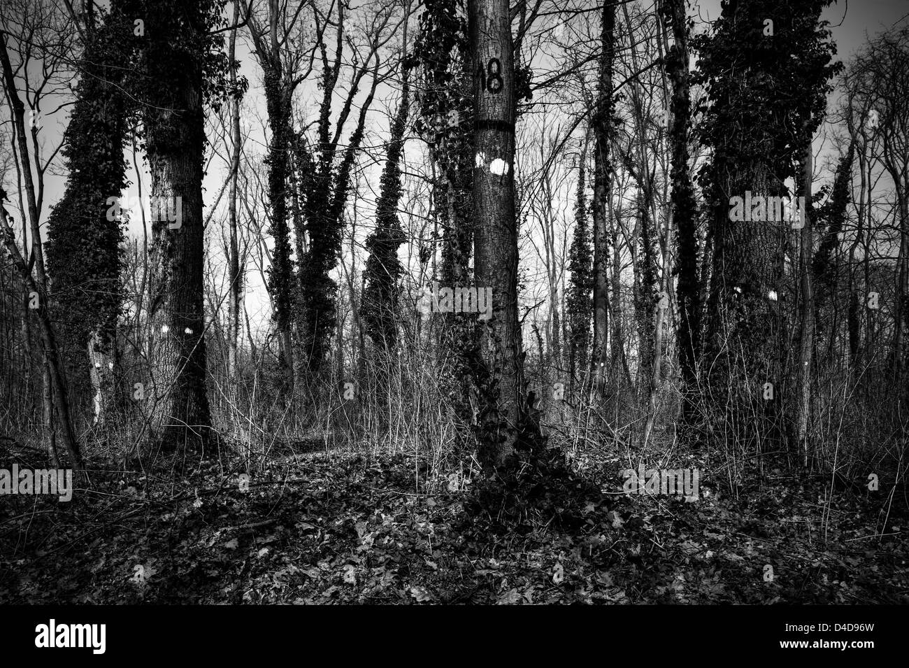 Numbered tree hi-res stock photography and images - Alamy