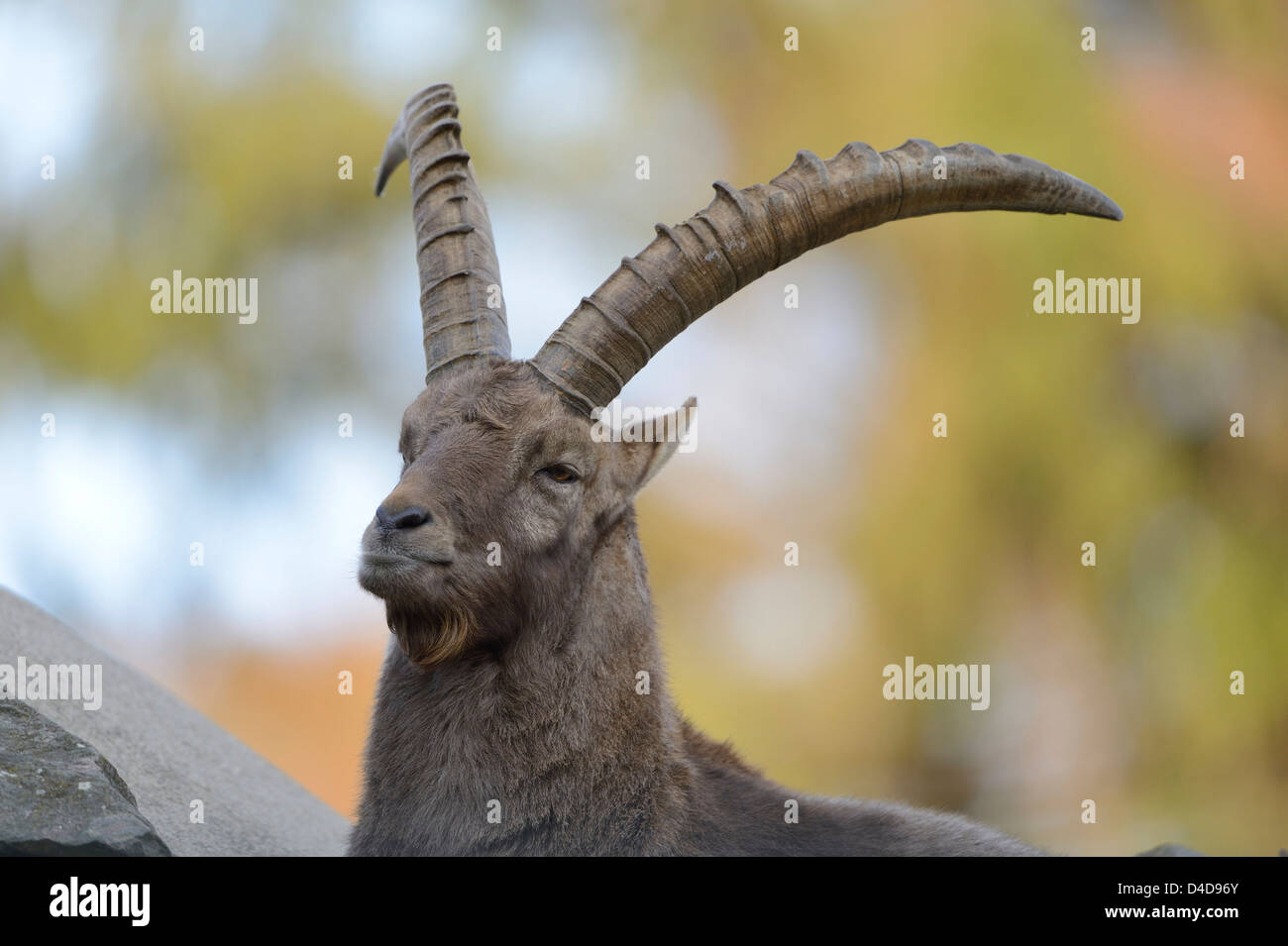 Capra zoo capra hi-res stock photography and images - Alamy
