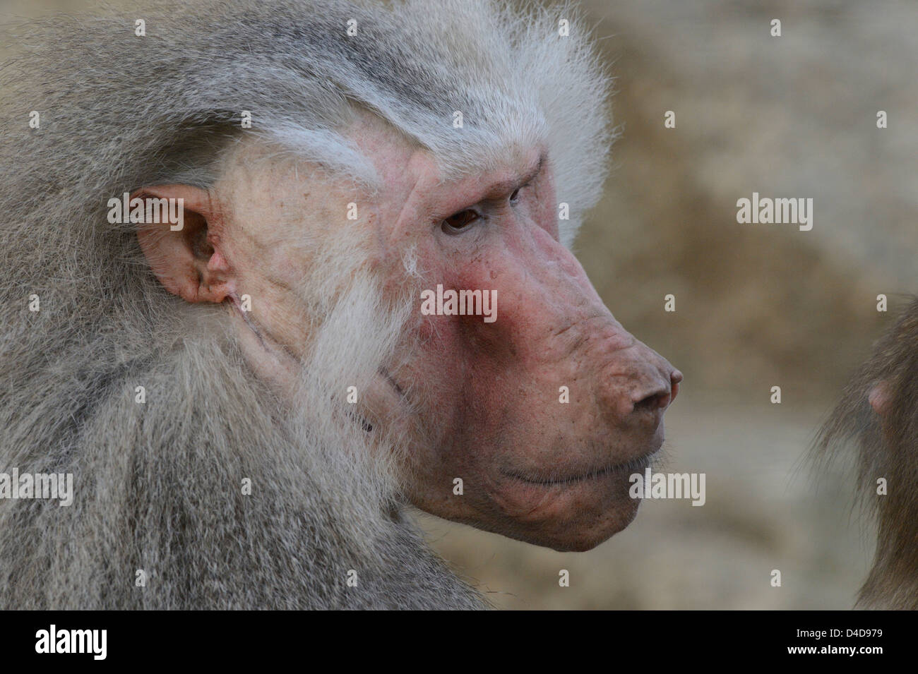 Papio hamadryas papio hi-res stock photography and images - Alamy