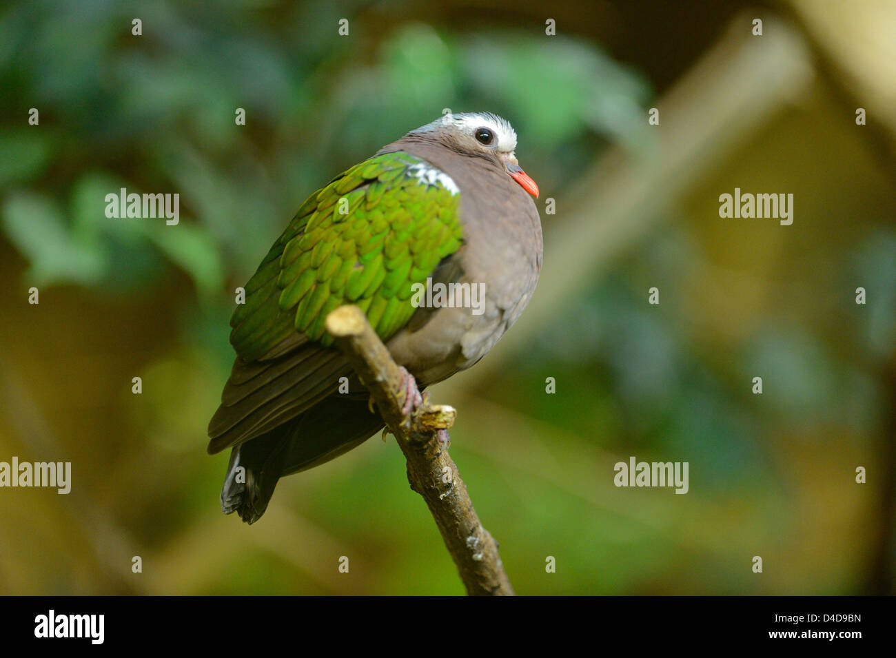 Common Emerald Dove (Chalcophaps indica) in Augsburg Zoo, Germany Stock ...